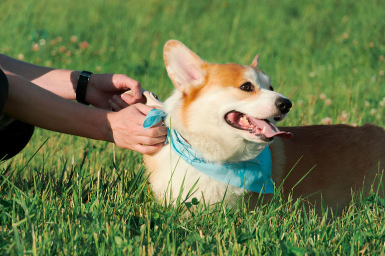 Summer dog safety: Five basics all owners in Derby should know during a ...