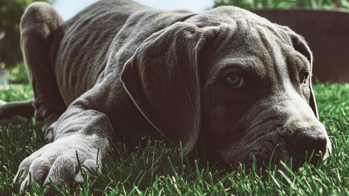 15 dog breeds that love cuddling more than playing