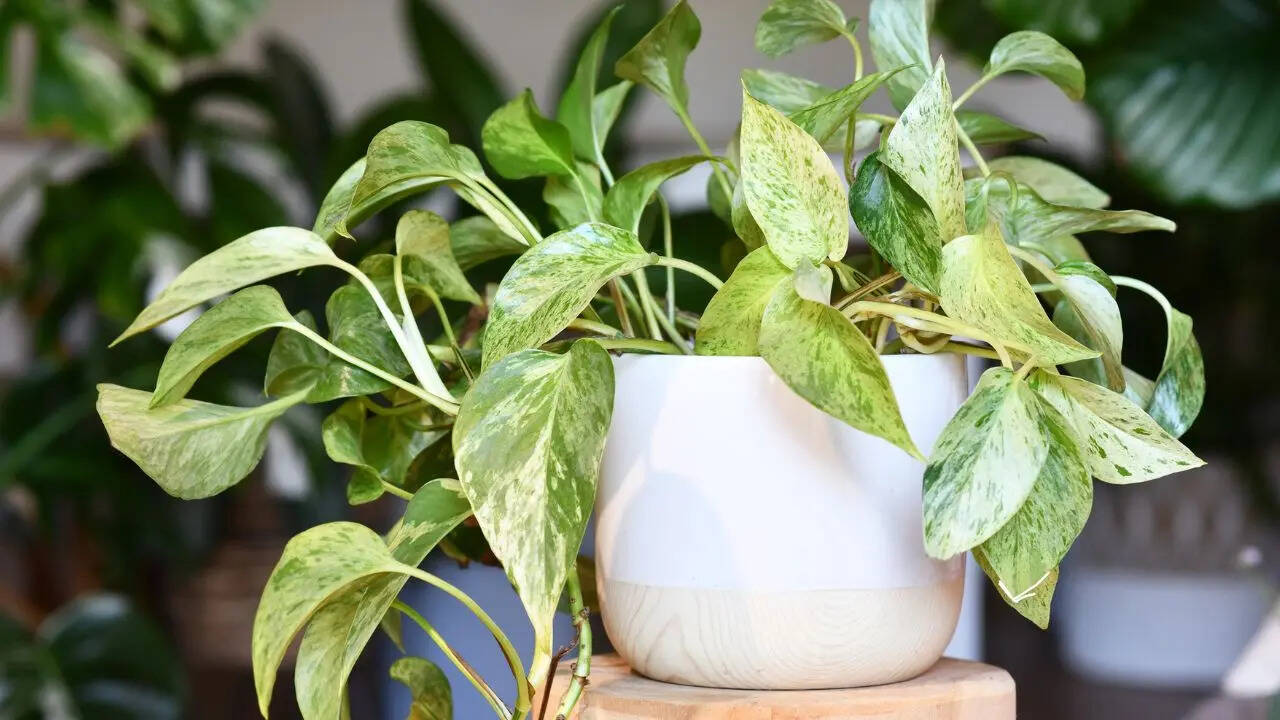 Indoor plants that you can grow without soil
