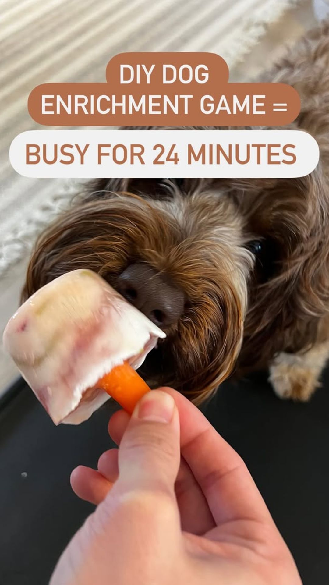 DIY dog enrichment game keeps pets busy for 24 minutes