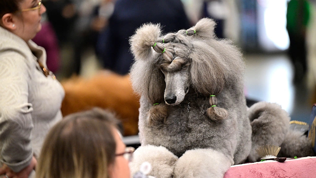 Why poodles are more than just pretty curls