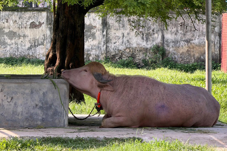 Albino 'Trump' buffalo saved from sacrifice, moved to Bangladeshi zoo