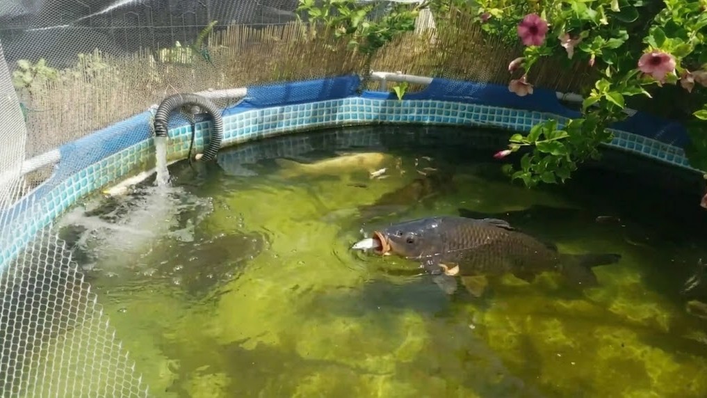 He dropped a fish in the pond when a monster swallowed it whole, caught ...