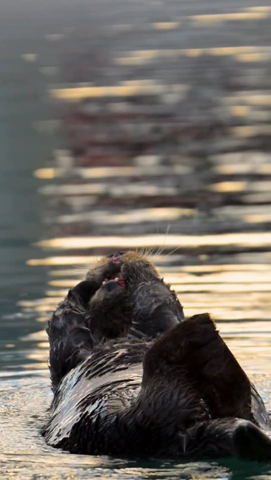 Spin like an otter: Adorable otter moments