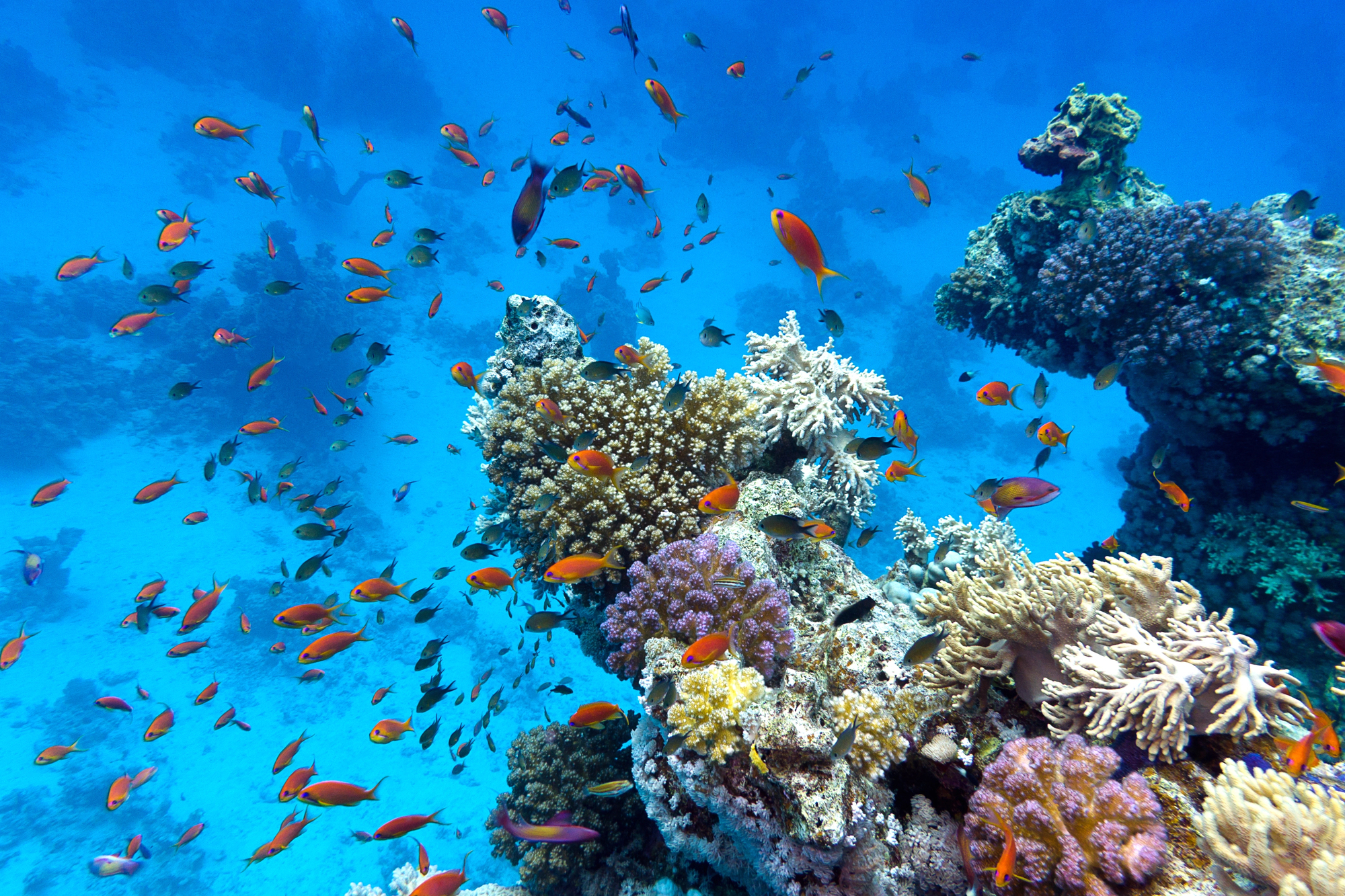 Incredible artificial reefs saving fragile ocean life