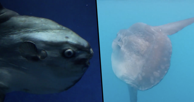 They found the biggest fish in the world
