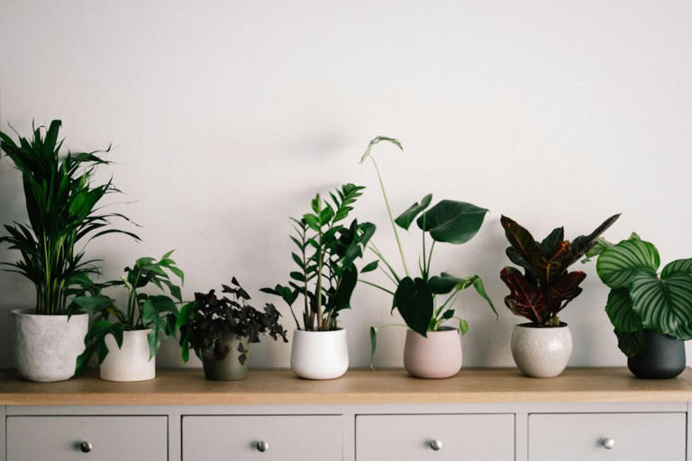 Las plantas de interior que puedes cultivar en casa con poca luz ...