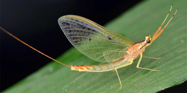 Michigan is home to creepy flying insects and they're about to swarm
