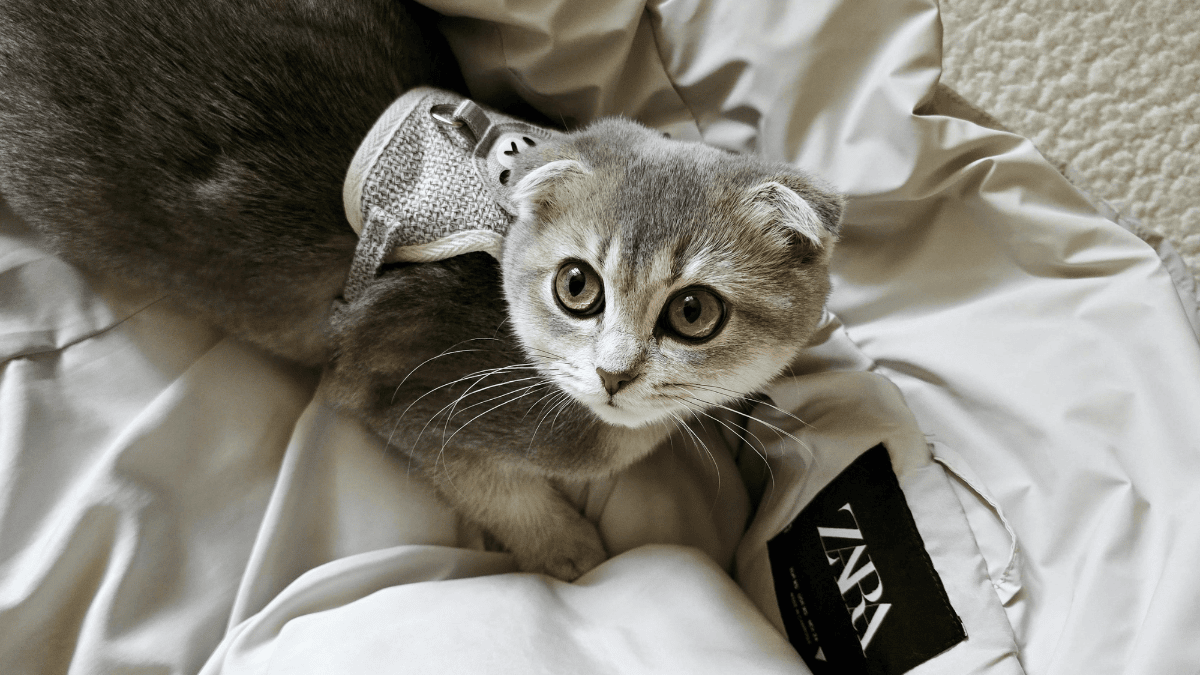 The silent language of feline affection: 8 signs your cat deeply loves you