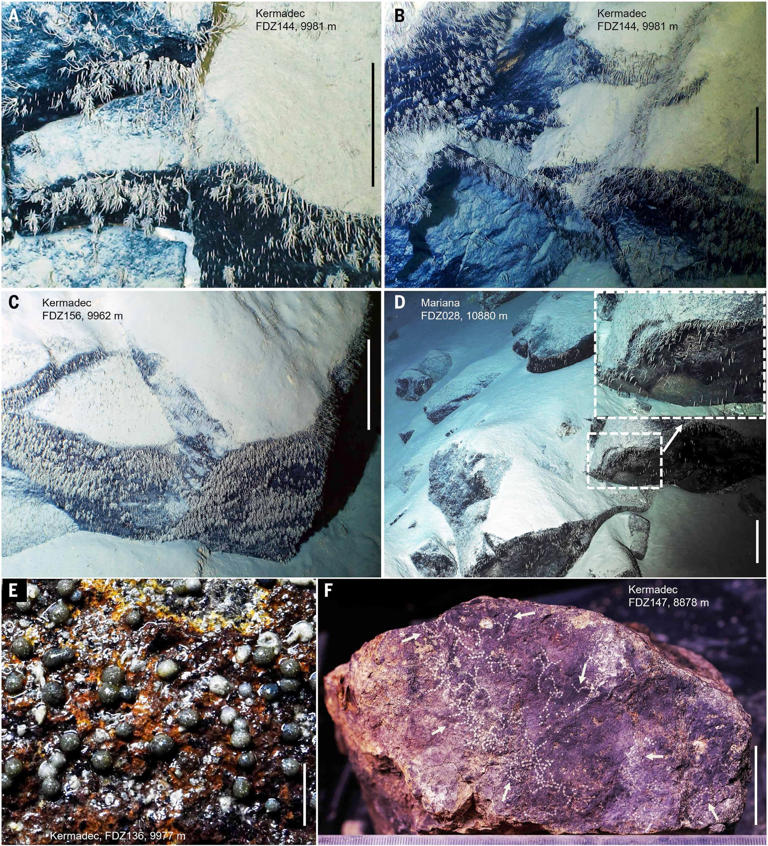 Chinese team finds 'garden-like' ecosystem blooming in deepest ocean ...