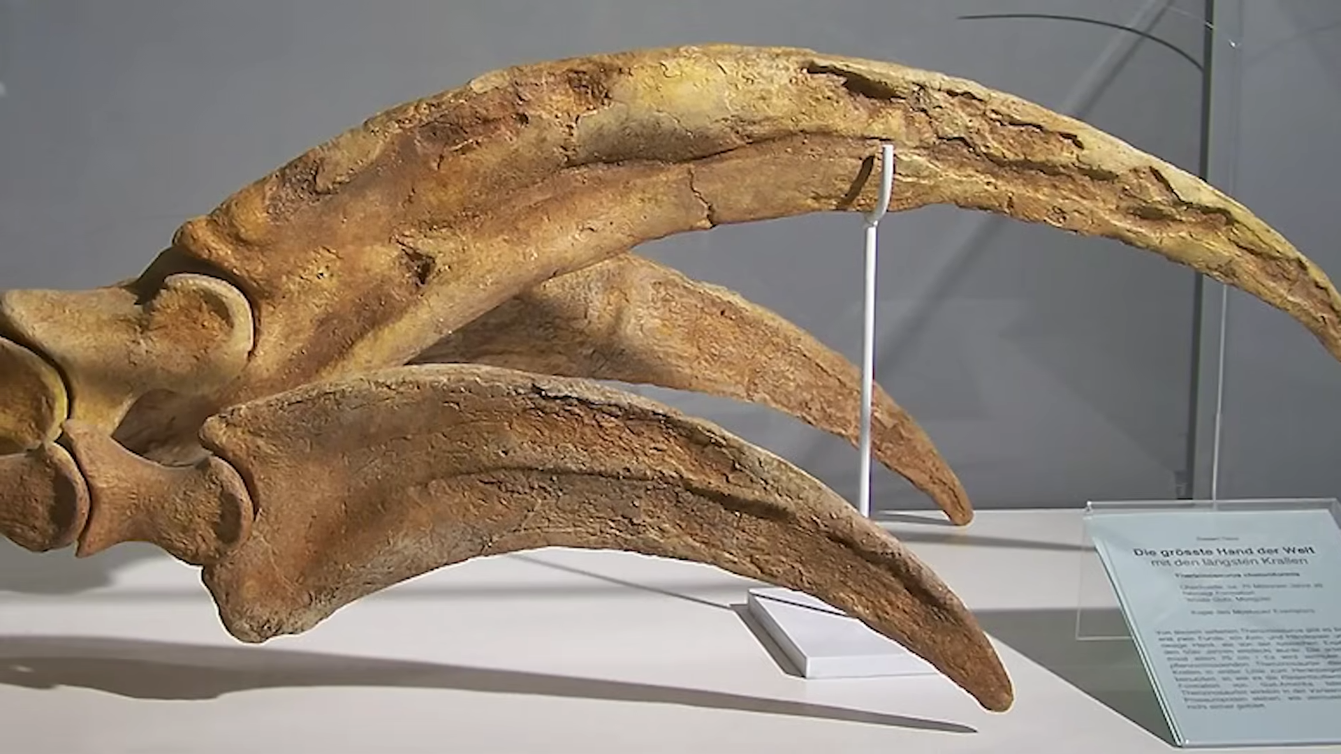 These are the largest claws ever discovered - and scientists are confused