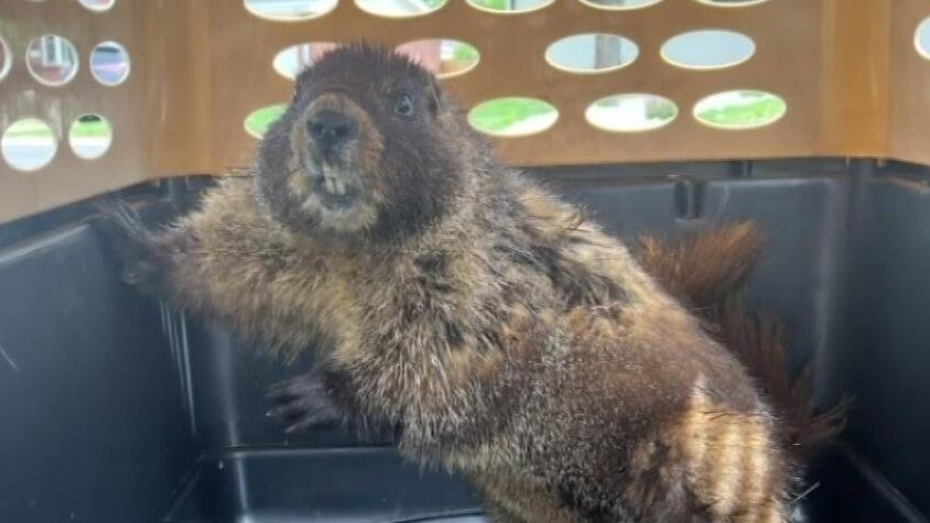 Marmot climbs into truck's frame in Colorado, rides from Lake City to ...