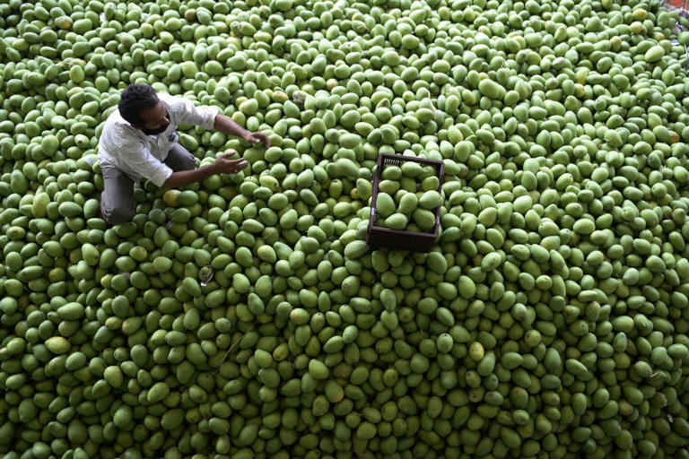 Japan bans Indian mangoes after 20 years. Food officials found this