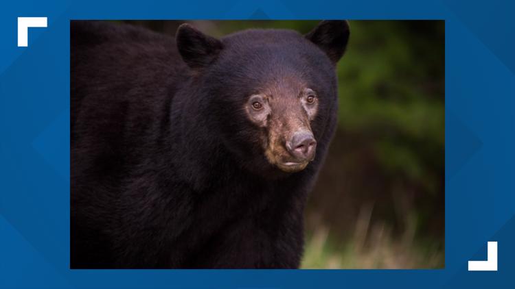 Black bear spotted roaming in Gettysburg; authorities share tips on ...