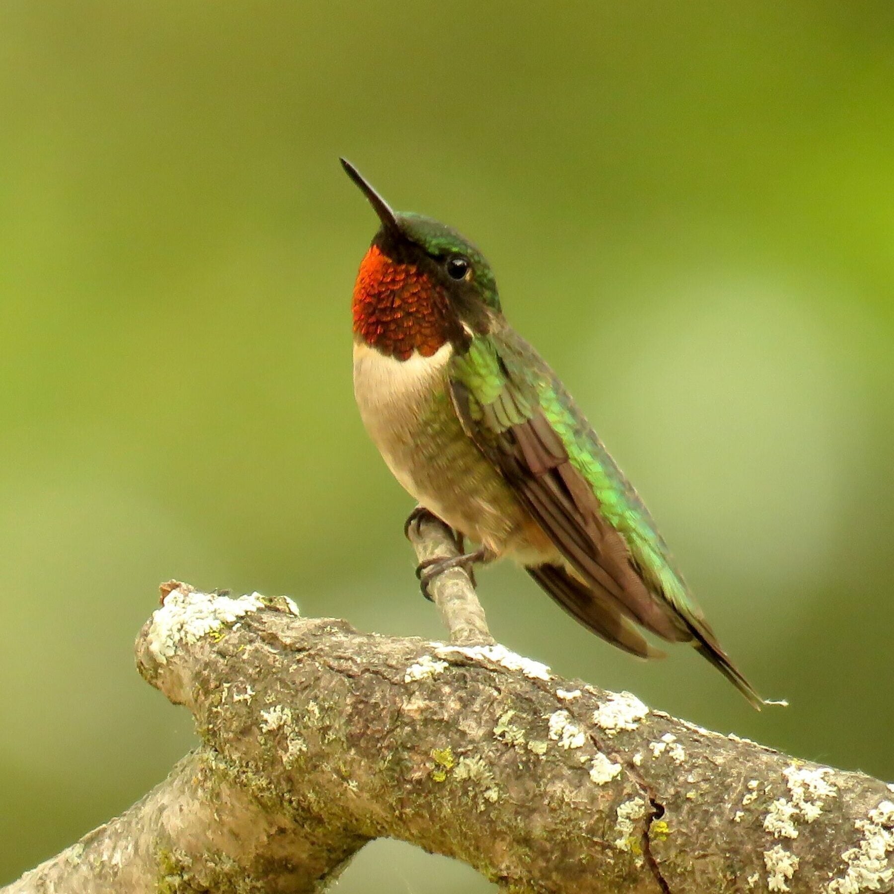 How to identify and attract a ruby-throated hummingbird