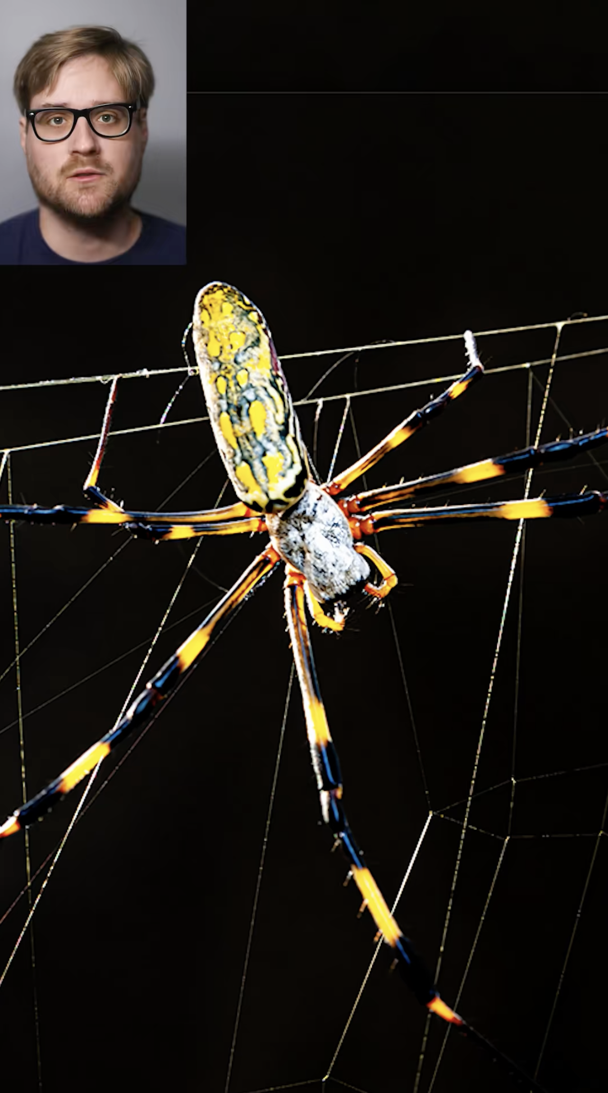 Giant joro spiders are coming but the panic is bigger than the bite