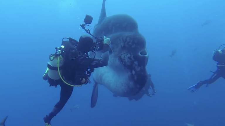 They found the biggest fish in the world