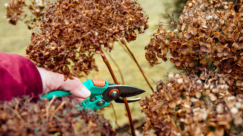 Skip hydrangeas: The alternative that'll look beautiful all year long