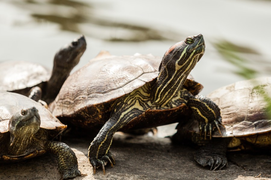 New York State DEC says "Give turtles a brake"