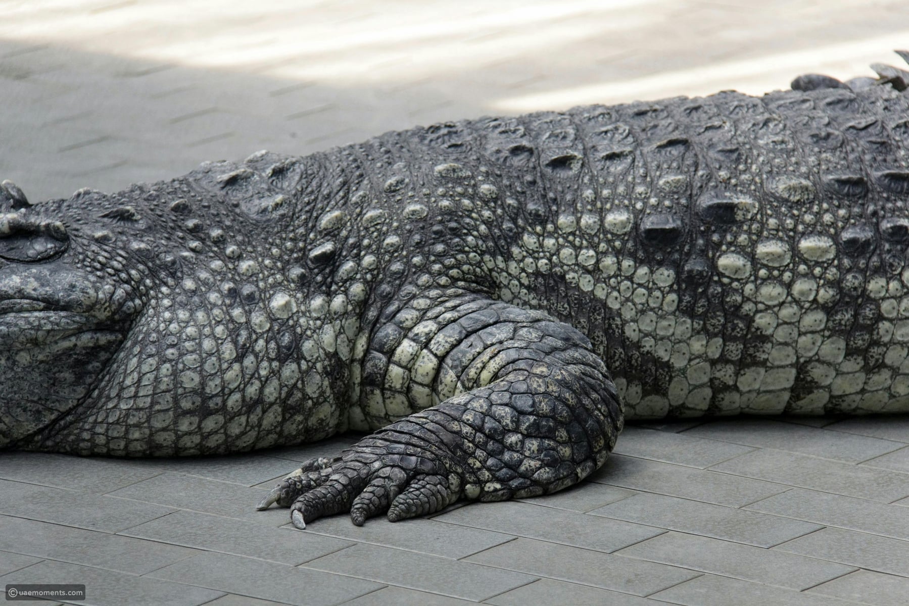 83-million-year-old crocodile lizard fossil found in France reshapes ...