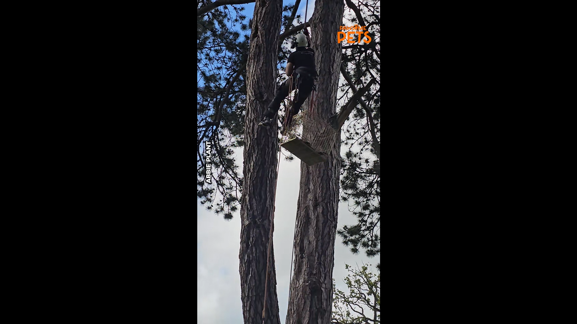 Raven rescued after hours tangled in rope and plastic in UK