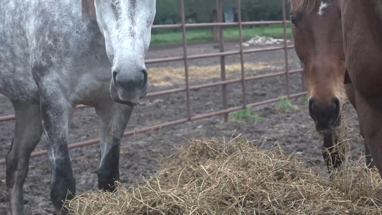 Robinson horse sanctuary on brink of closure amid rising gas, hay prices