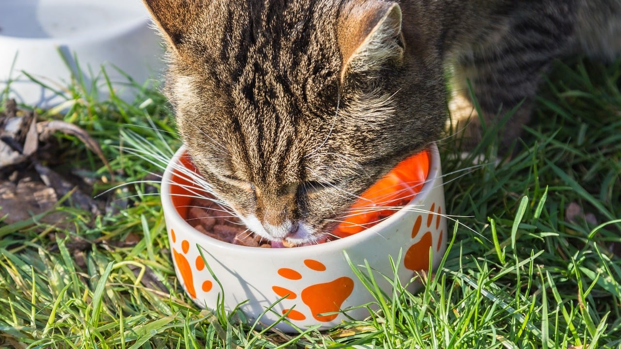 Katzen füttern: So ernährst du deine Katze nachhaltig und gesund