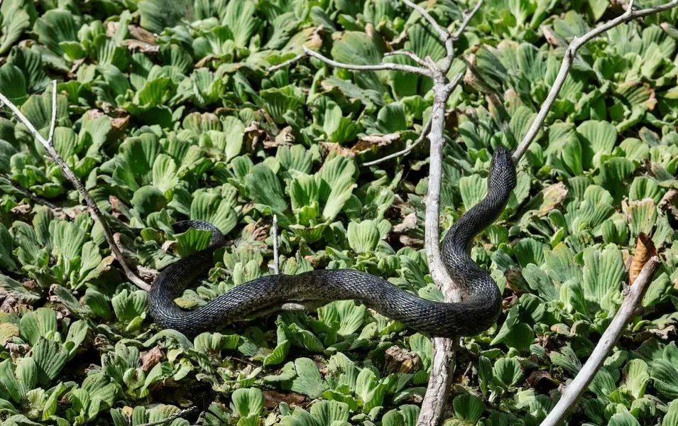 Fungal and parasitic diseases threaten southeastern US snakes