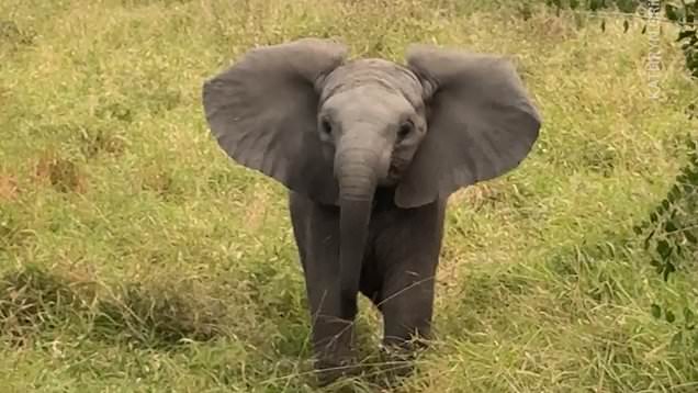 Angry baby elephant charges at tourists but it's too cute