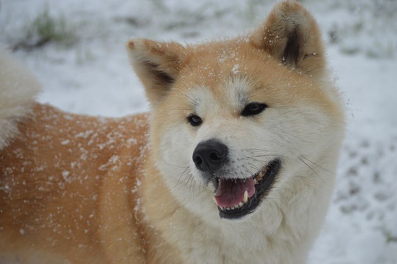 15 fiercely loyal dog breeds that would never willingly leave your side