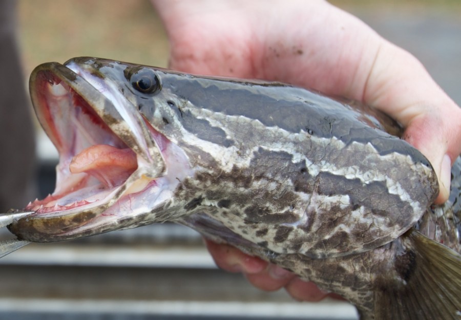 Invasive 'land-walking' fish found in Long Island pond, DEC investigates