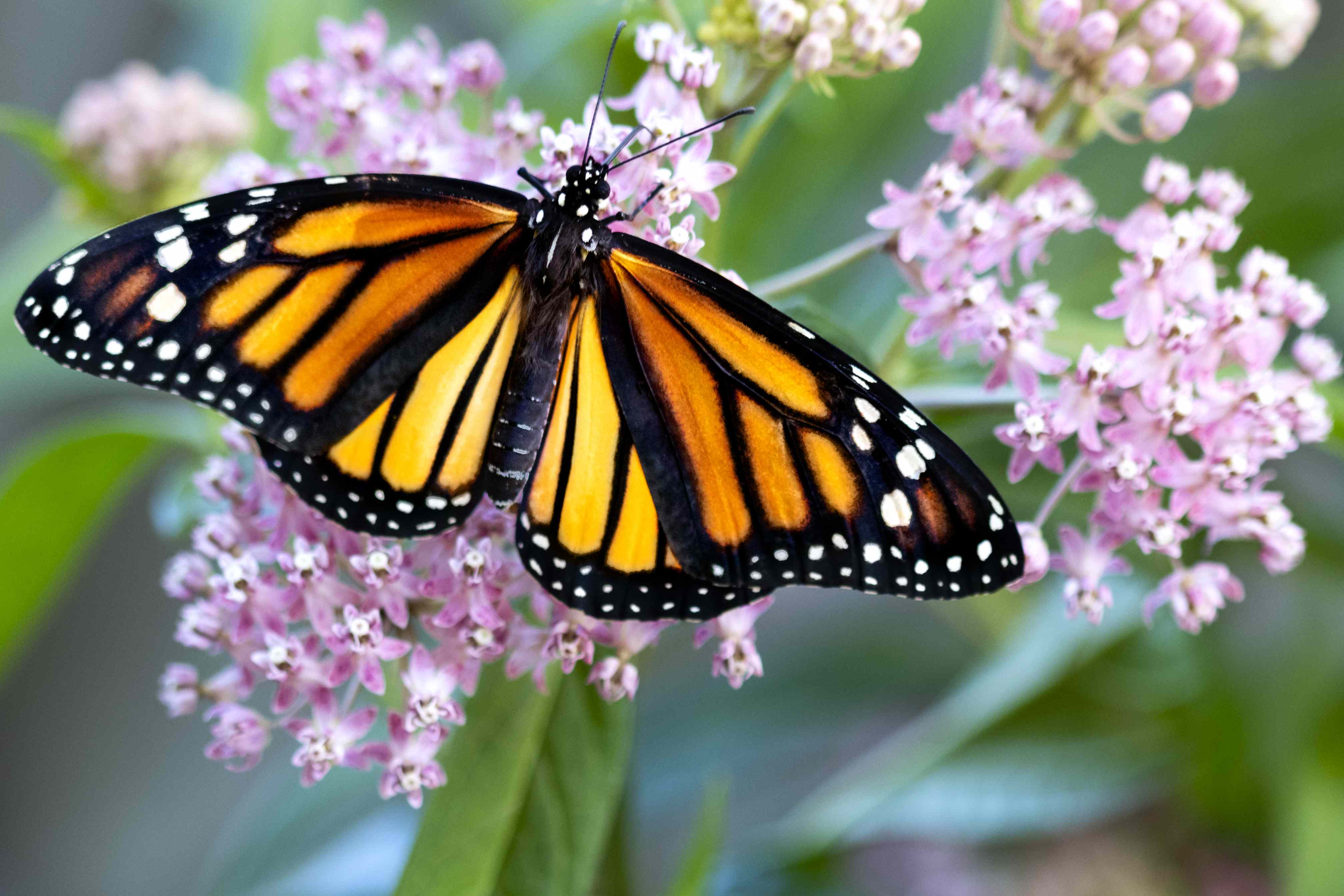 This one plant will bring so many monarch butterflies to your garden ...