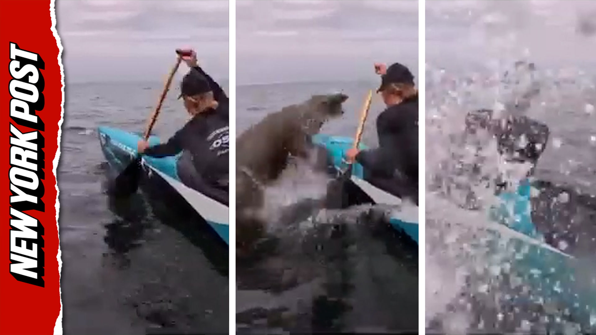 Wild moment sea lion hijacks canoe during race