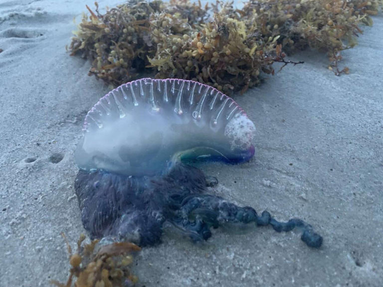Caswell Beach issues alert after Portuguese man-of-war wash ashore
