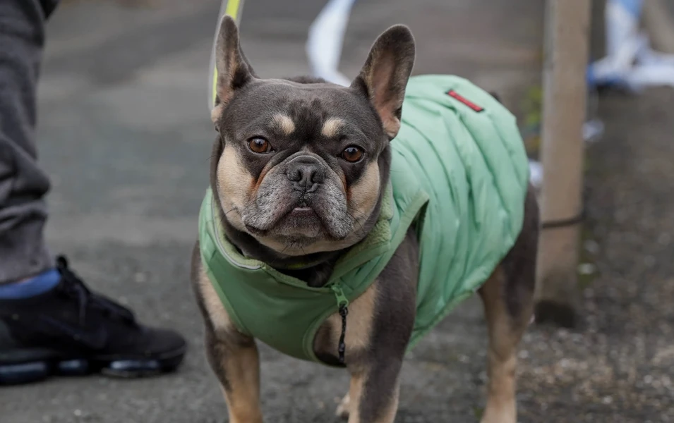 Small dog breeds that fit busy lives