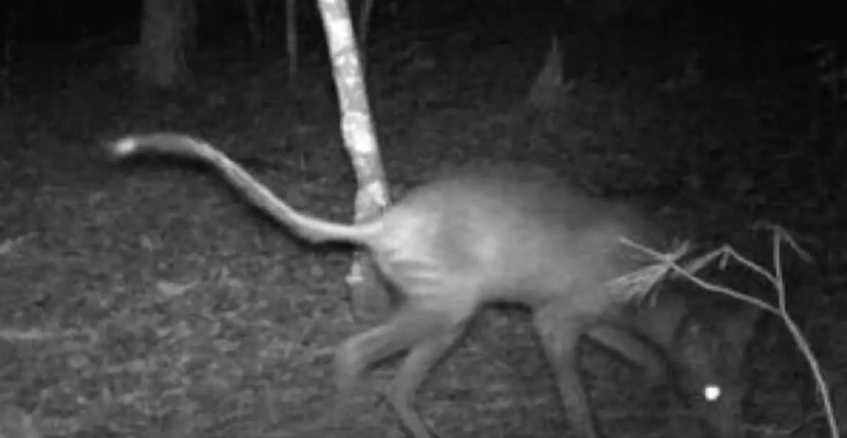 Real-life creatures that sparked enduring cultural ghost stories