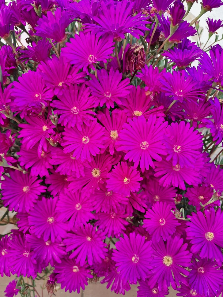 15 flower garden moments that proved compassion always blooms
