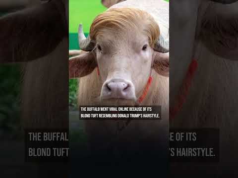 A rare albino buffalo in Bangladesh, nicknamed “Donald Trump” for its ...