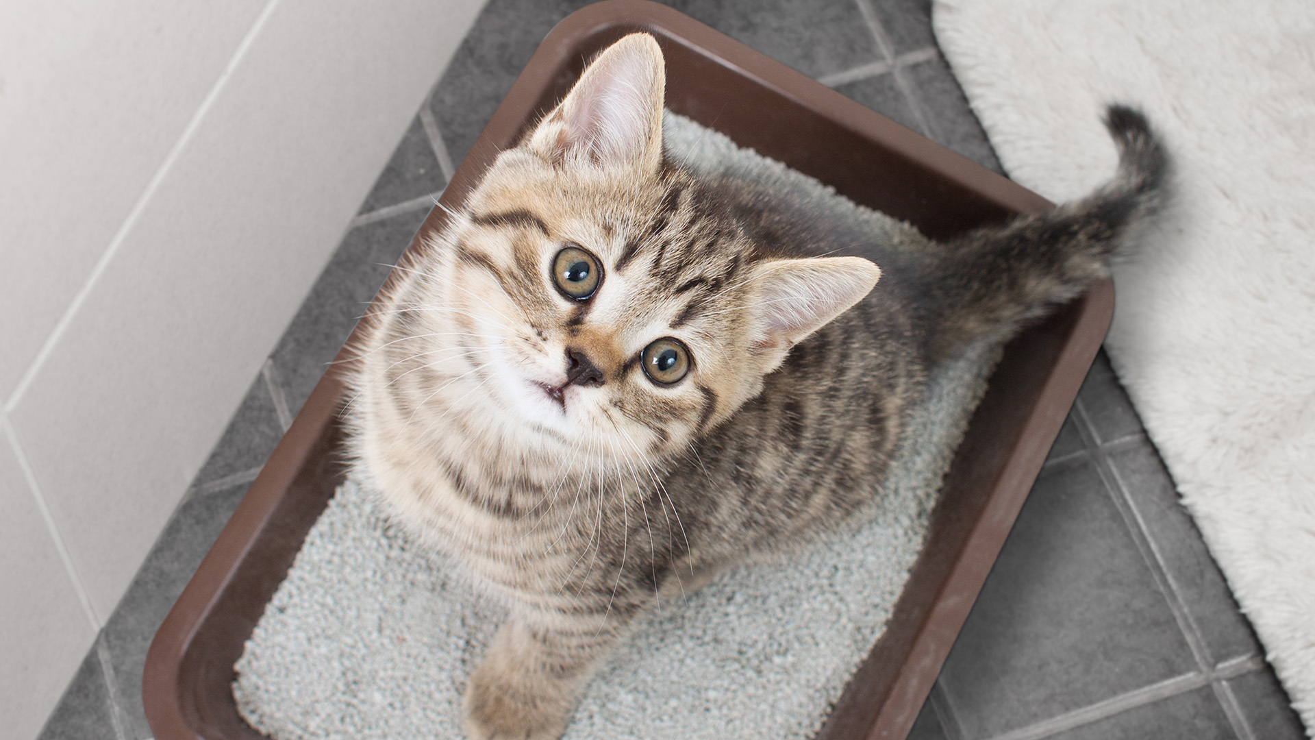 What cat owners do that cats absolutely despise