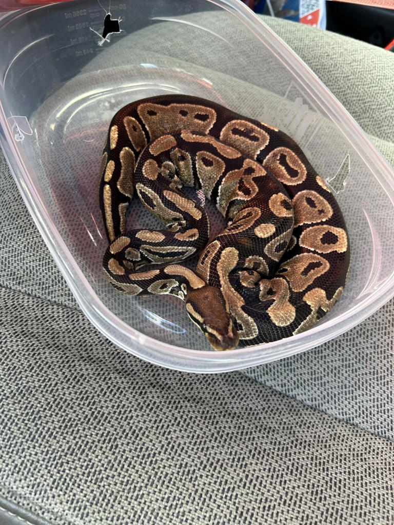 Pet snake found slithering in East Hartford apartment