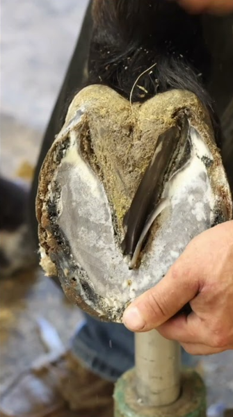 Inside a horse’s hoof revealed