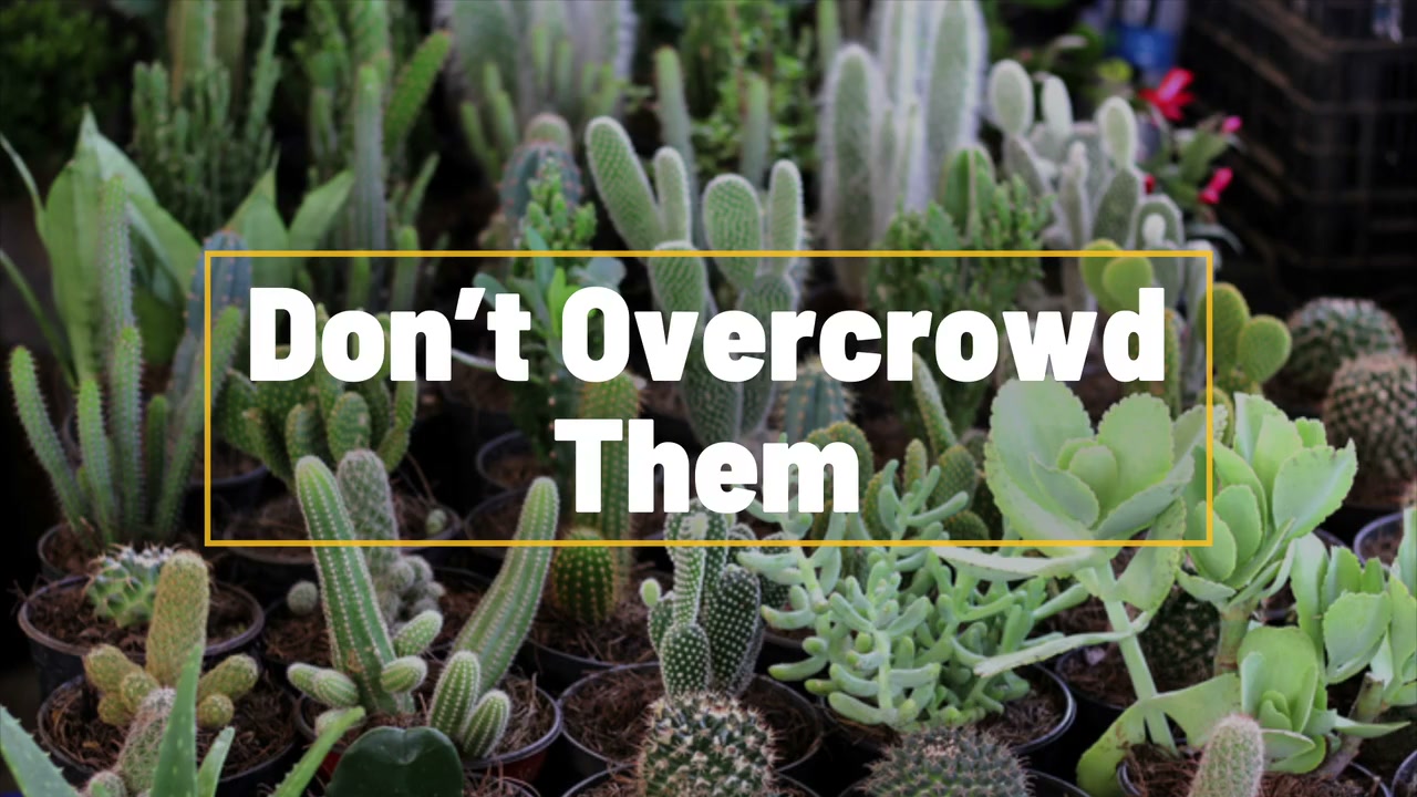 Common mistakes you're making with your succulents