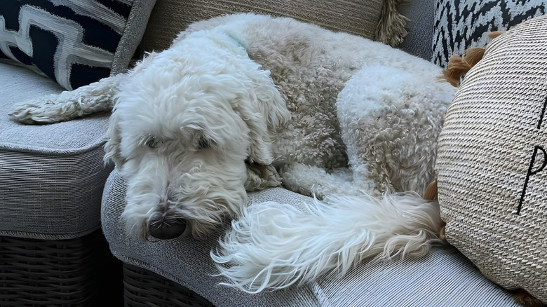 Goldendoodle meeting new puppy sibling may prove the 'second dog effect ...