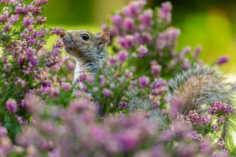 These 9 easy tricks will keep squirrels from coming back to ruin your yard