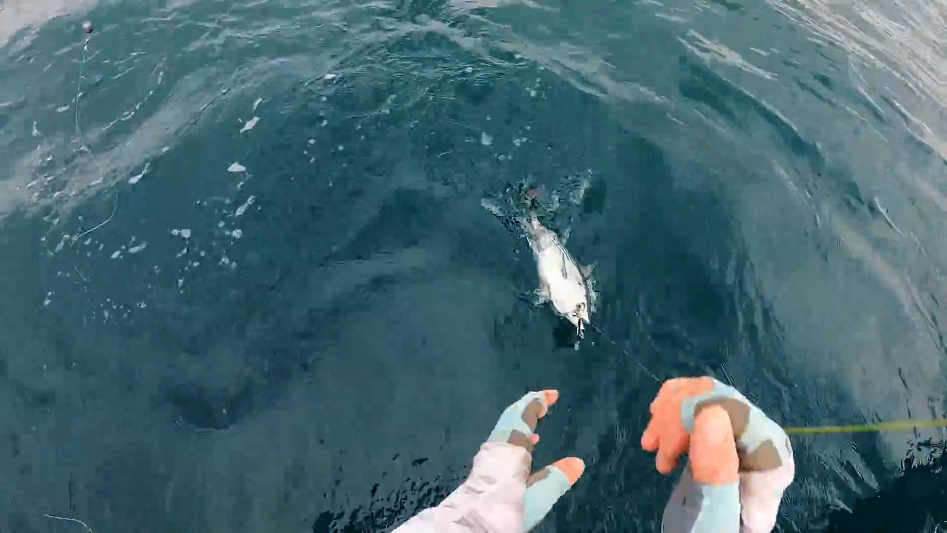 They thought it was just a catch and cook until an enormous predator ...