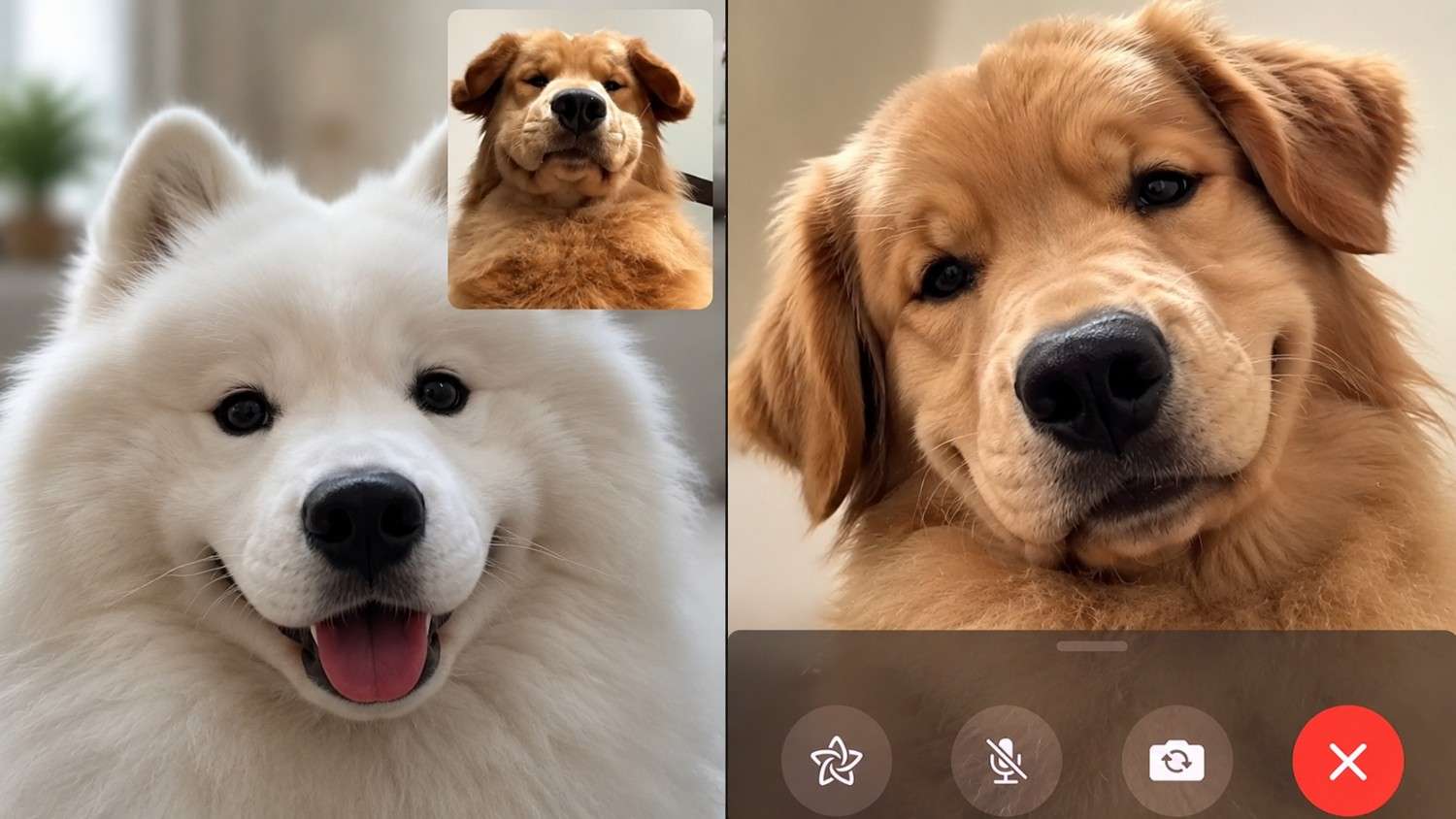 My dog had a long distance date