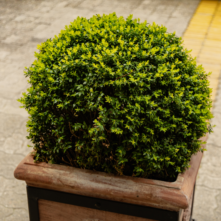 3 stylish shrubs to elevate your garden – they'll make it look like the ...