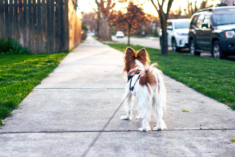 I asked ChatGPT to make my walks more mindful — and my neighborhood ...