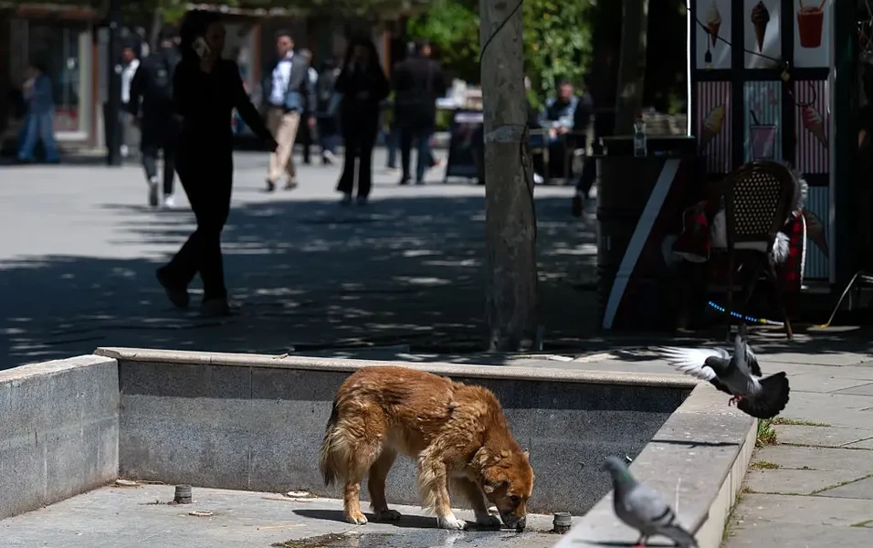 Checklist promotes transparency to prevent dog neglect