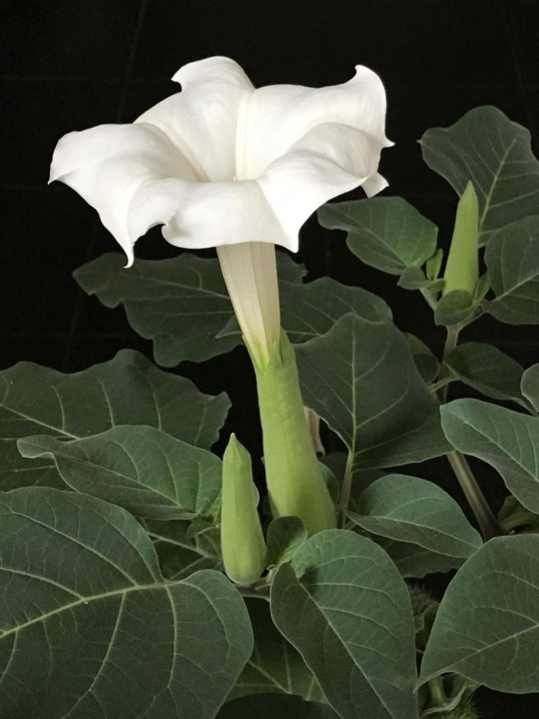 Poisonous invasion: What is the 'devil’s trumpet' harming crops in Iraq?